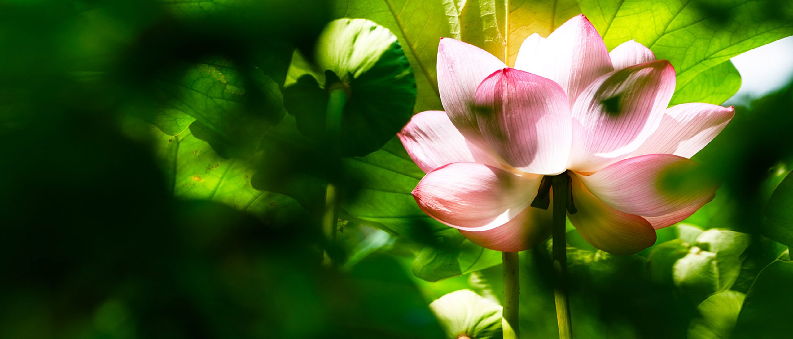 The CHISO Official brand site | CHISO KYOTO